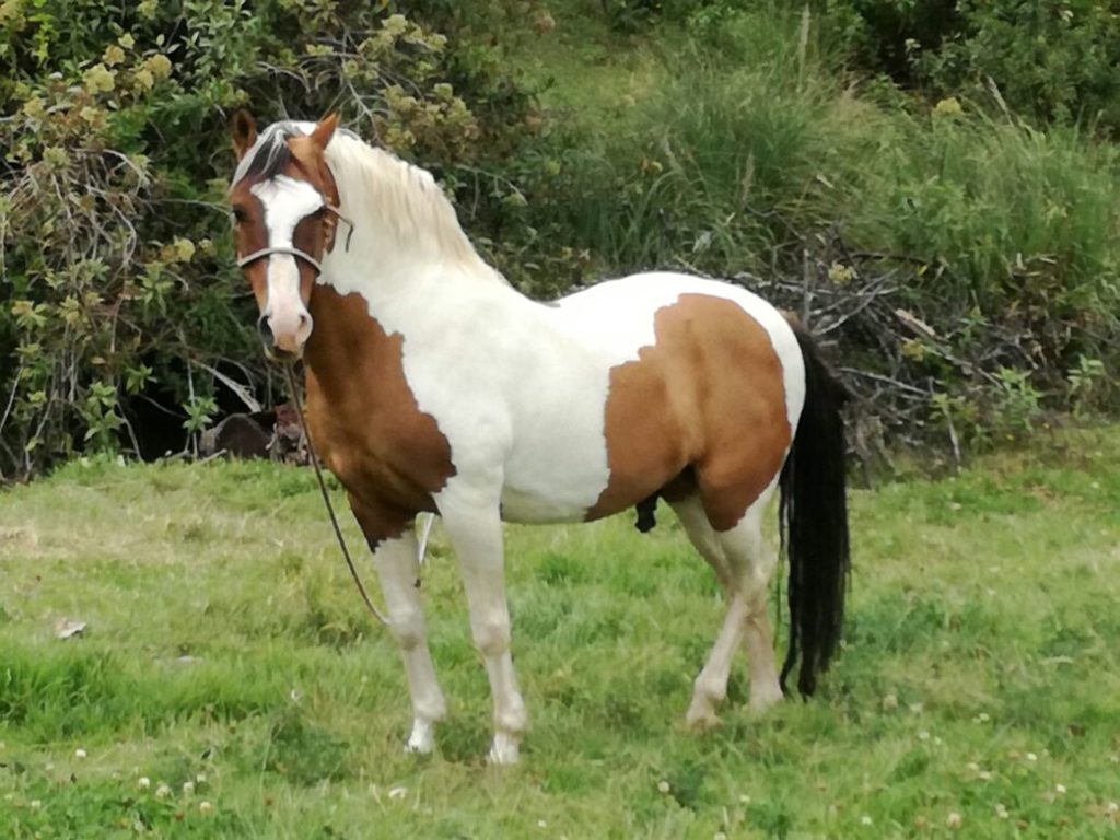 CABALLO PINTO DESAPARECIDO | AcaballoEcuador